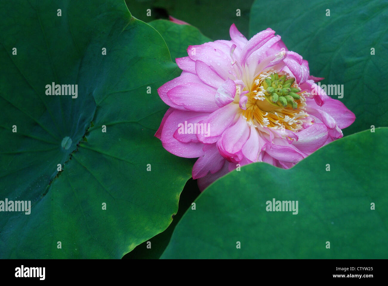 Summer flowers and lotus ponds hi-res stock photography and images - Alamy