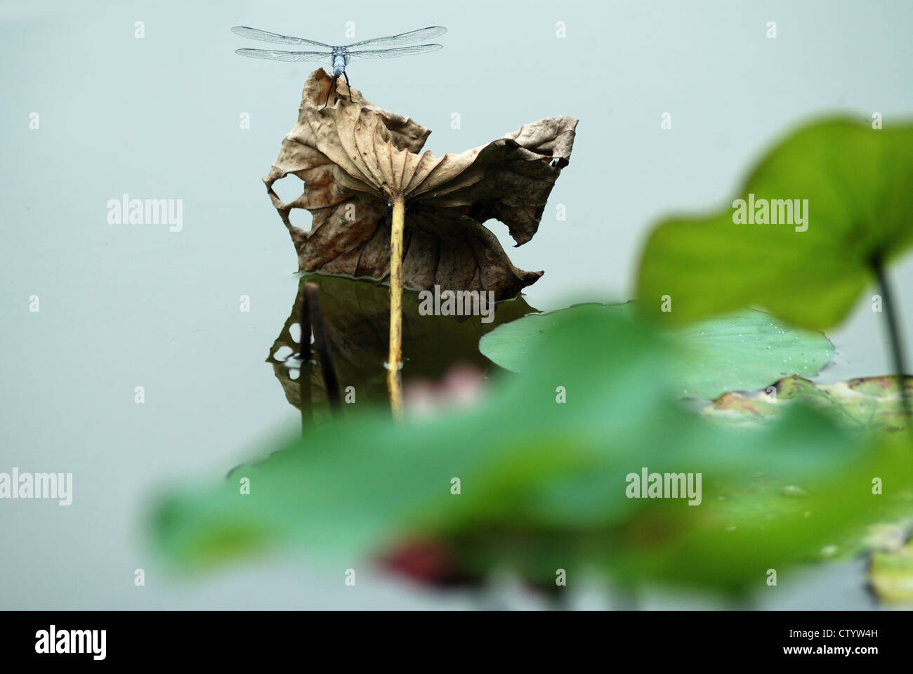 Dead lotus hi-res stock photography and images - Alamy