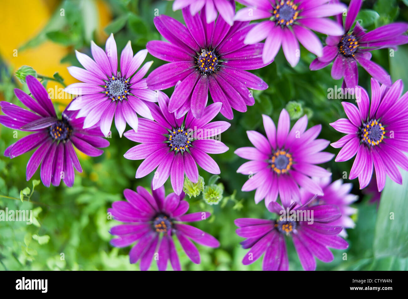 A bundle of purple flowers Stock Photo - Alamy