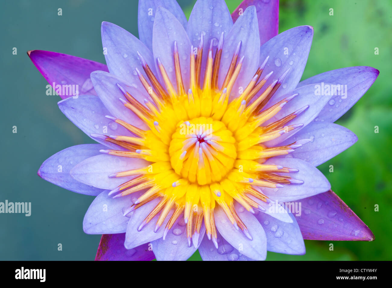 Blue lotus hi-res stock photography and images - Alamy