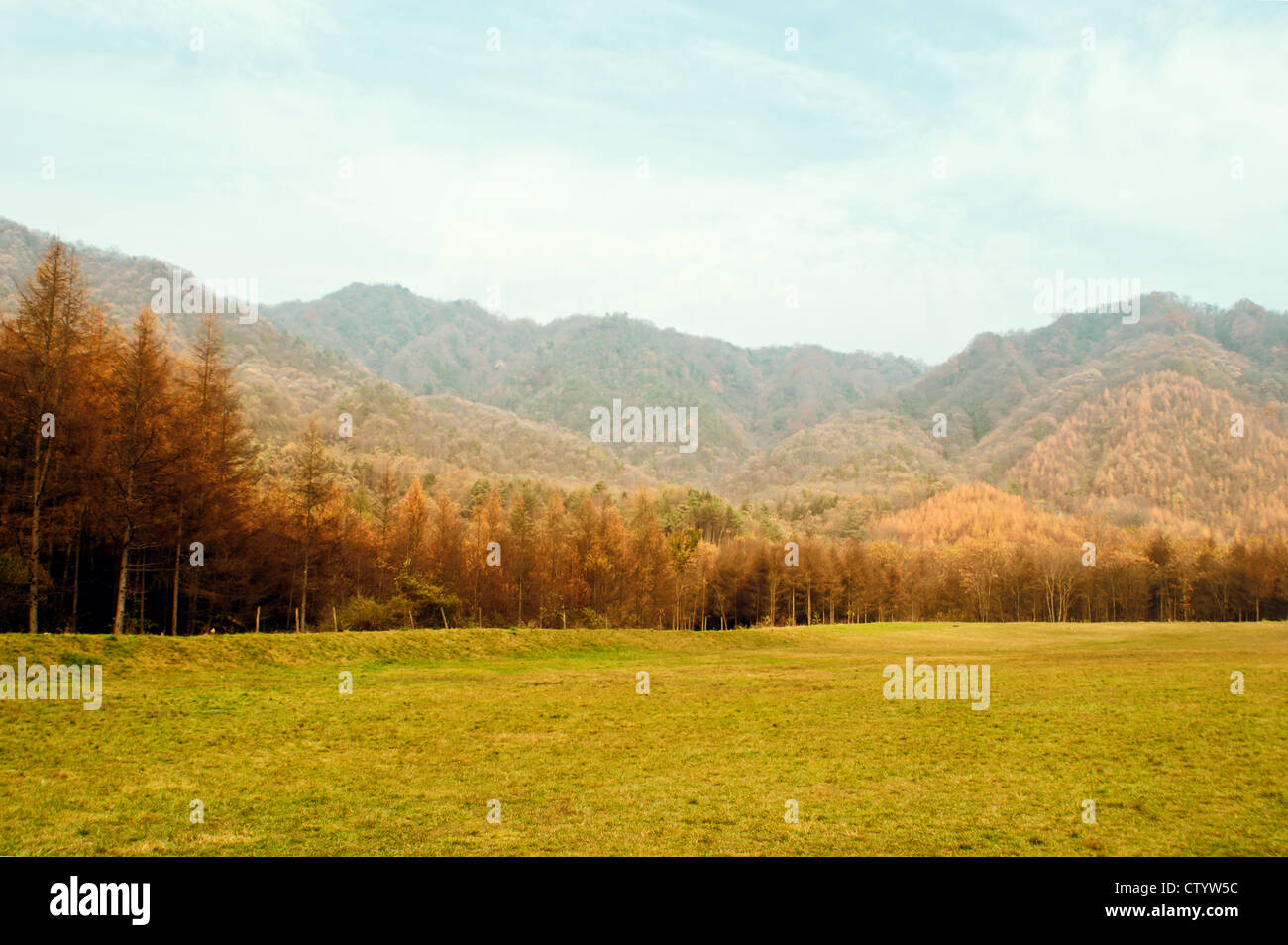 China's yunnan forest Stock Photo - Alamy