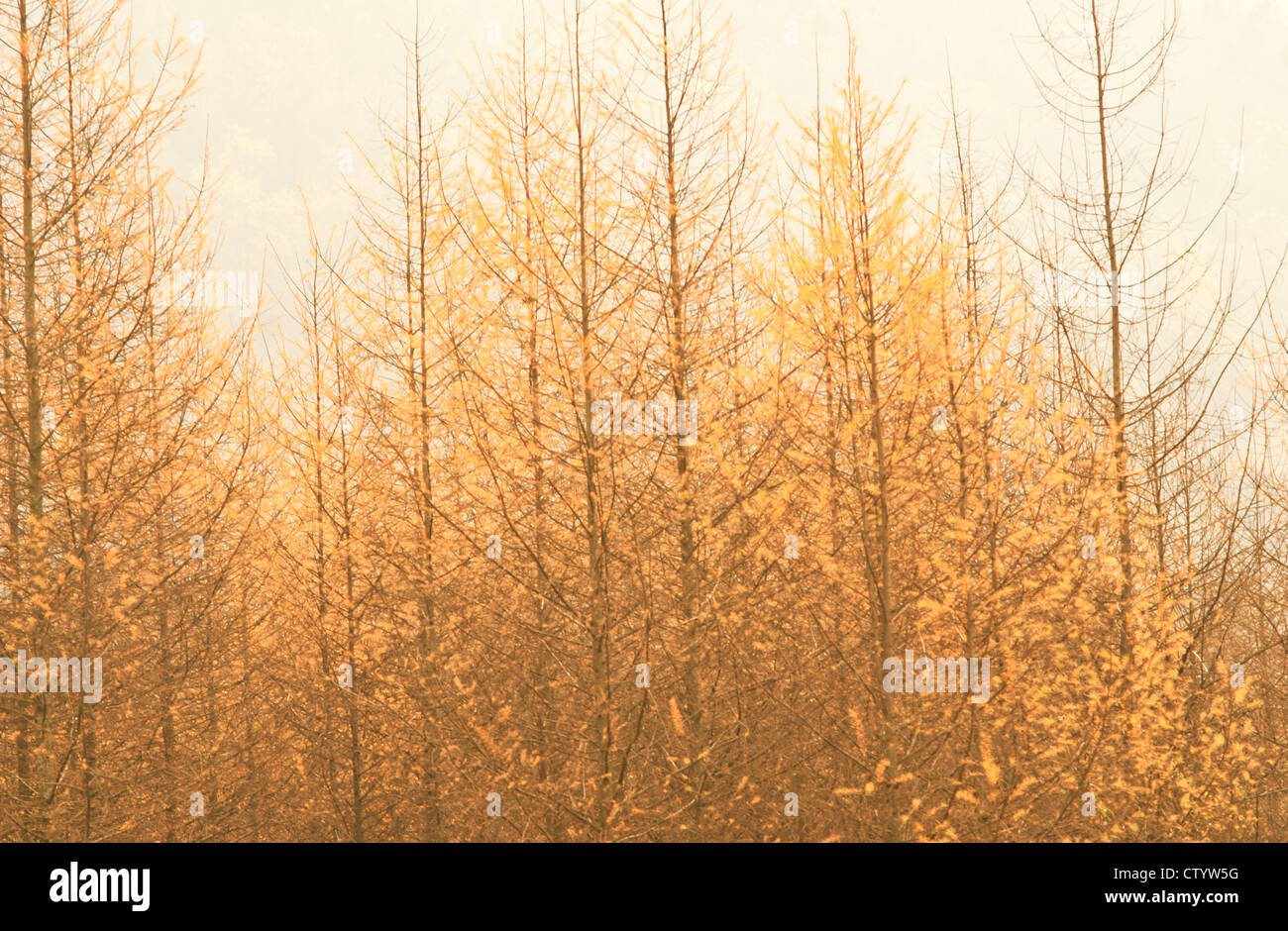 China's yunnan forest Stock Photo - Alamy