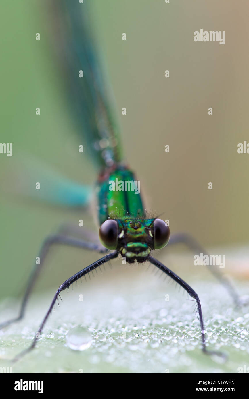 Dragonfly features hi-res stock photography and images - Alamy
