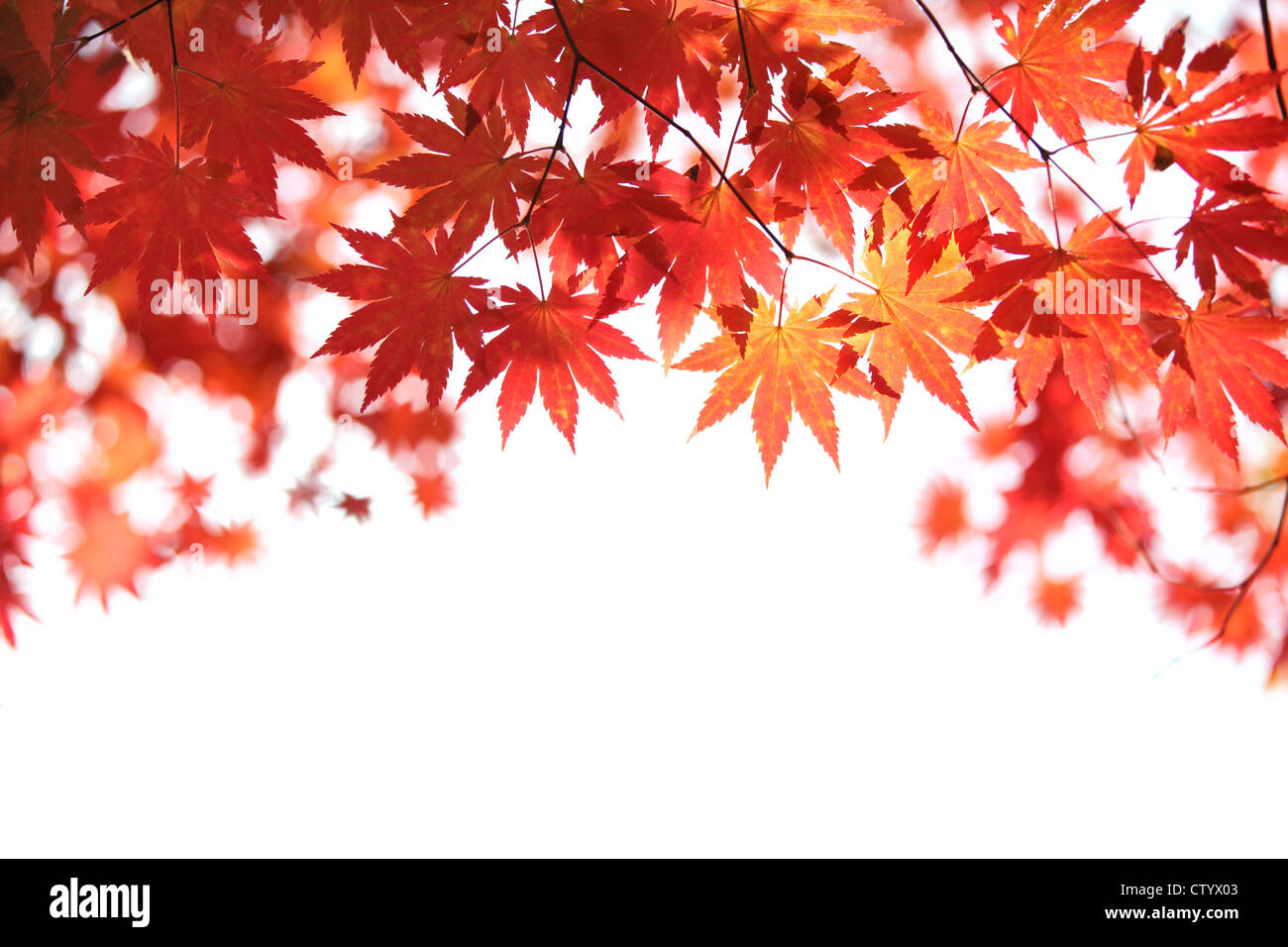 Autumn maple leaves background Stock Photo - Alamy