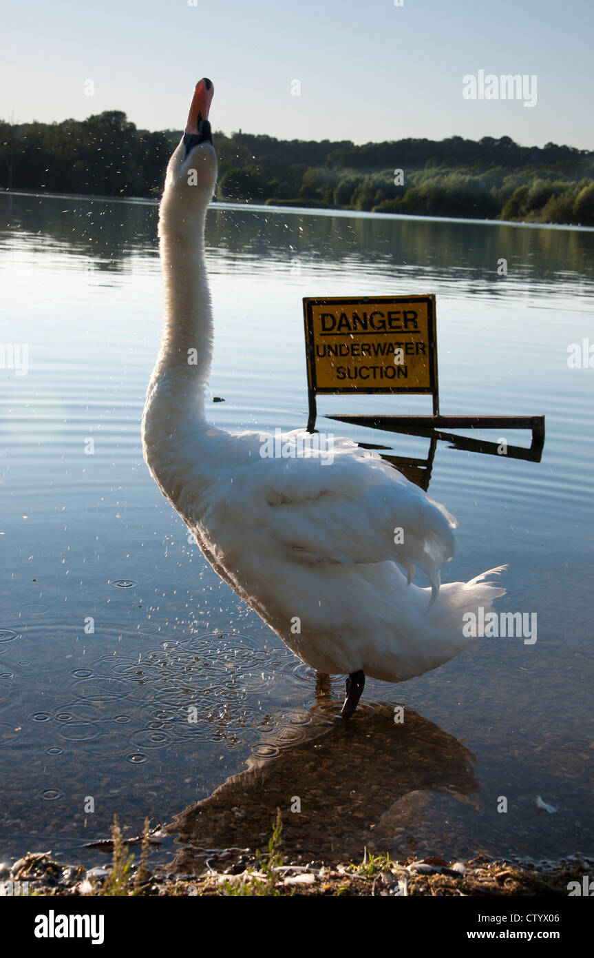 Swan shaking off water with danger under water suction sign Stock Photo ...