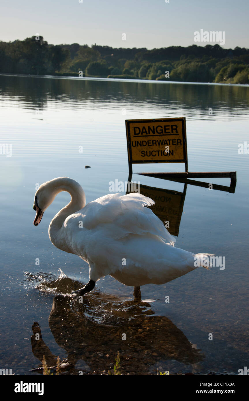 Swan shaking off water with danger under water suction sign Stock Photo ...