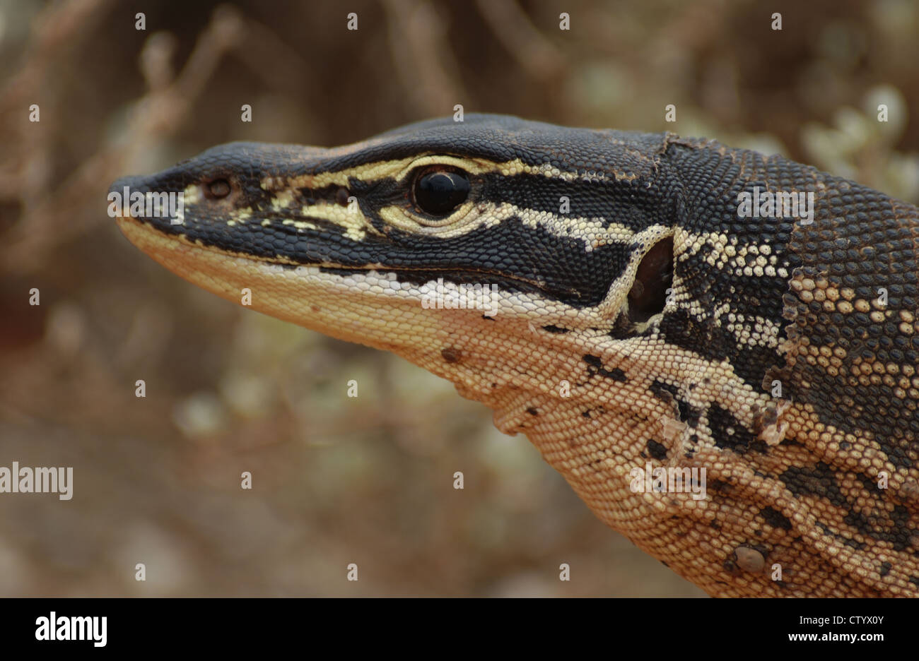 Sand Monitor (Varanus gouldii), Western Australia Stock Photo - Alamy