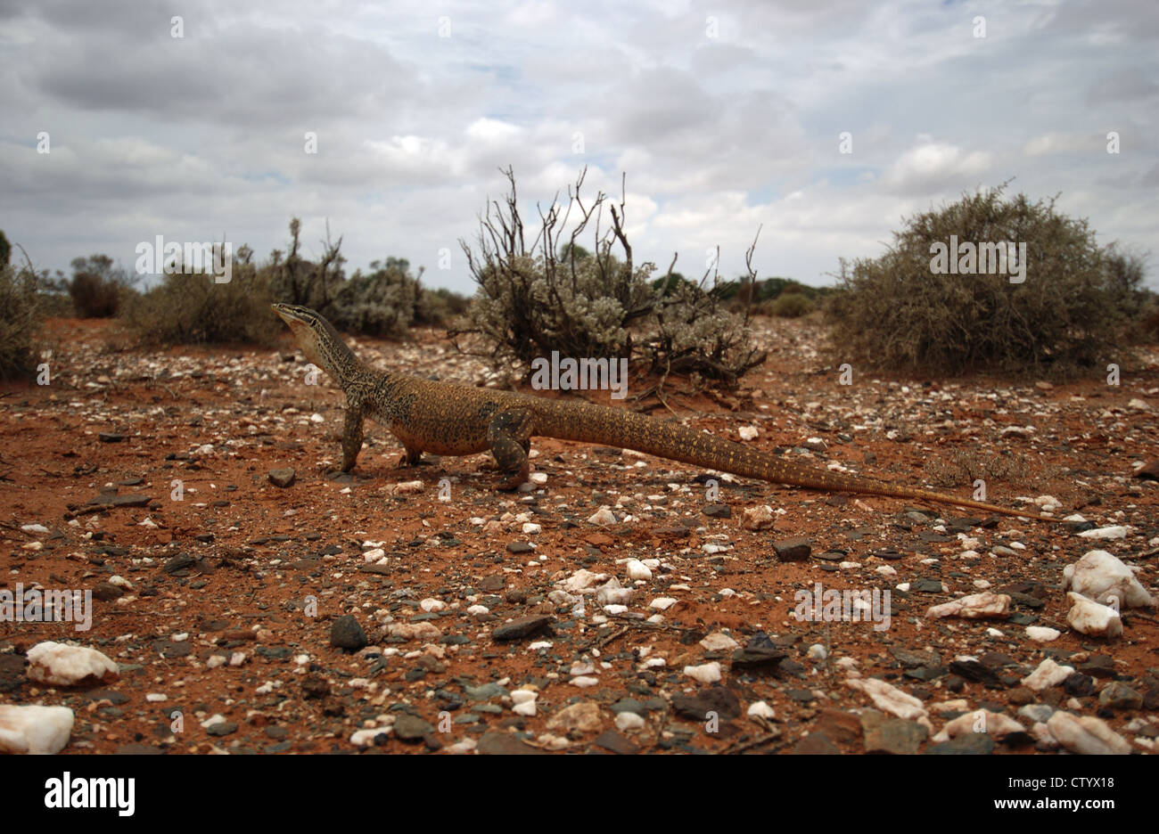 Sand Monitor (Varanus gouldii), Western Australia Stock Photo - Alamy