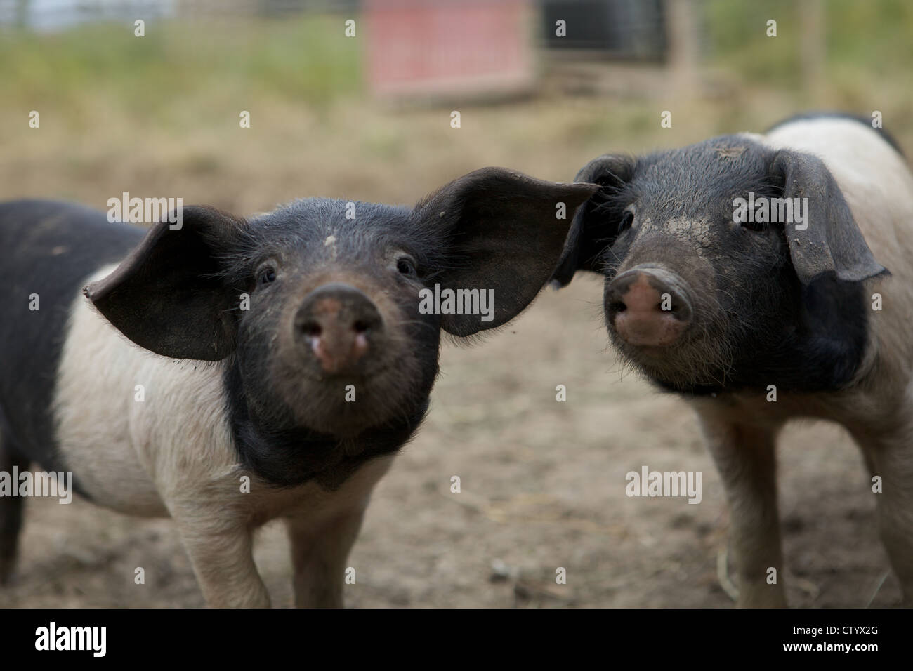 Happy pigs hi-res stock photography and images - Alamy