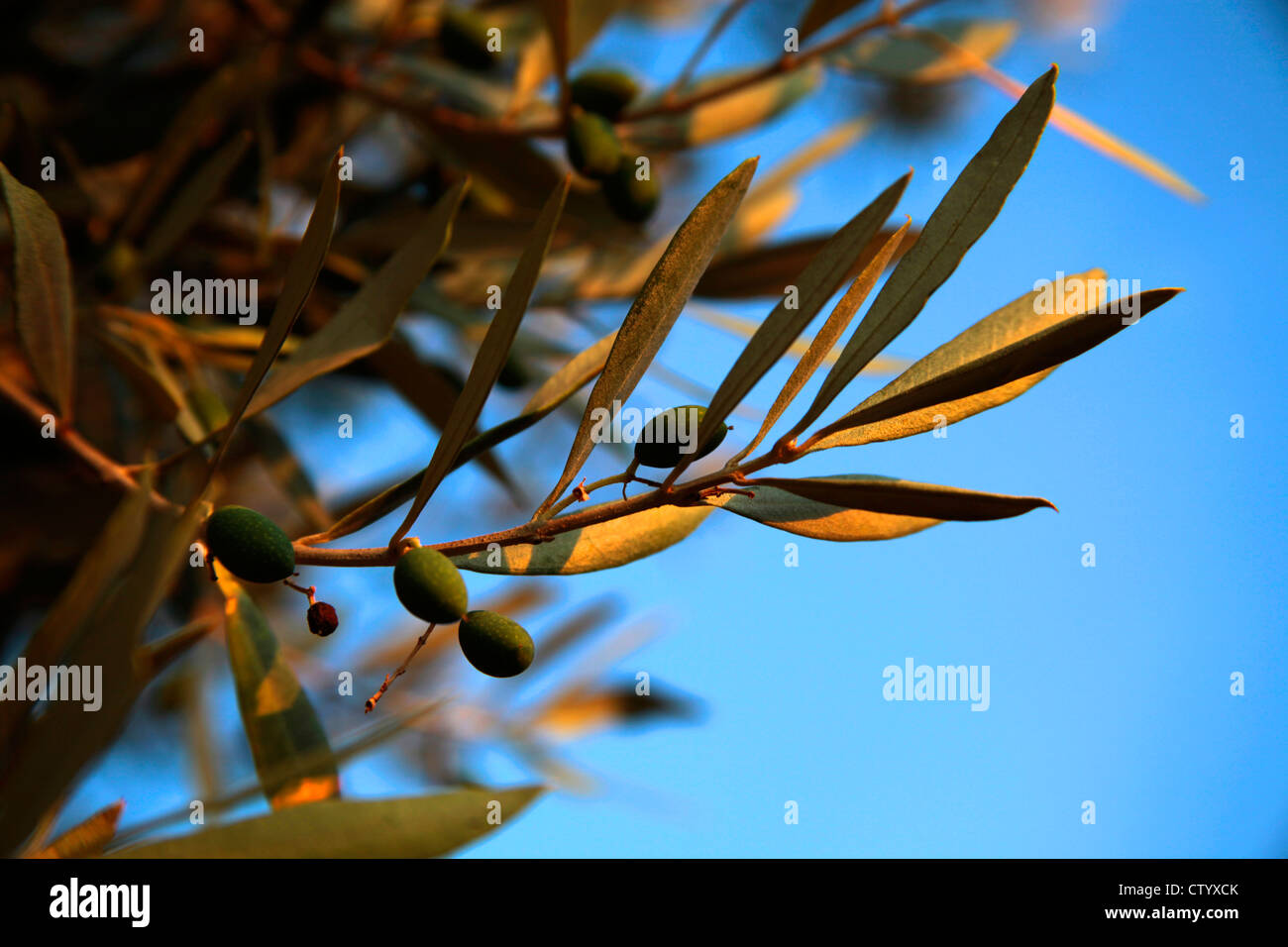 Horta de sant joan olive trees hi-res stock photography and images - Alamy
