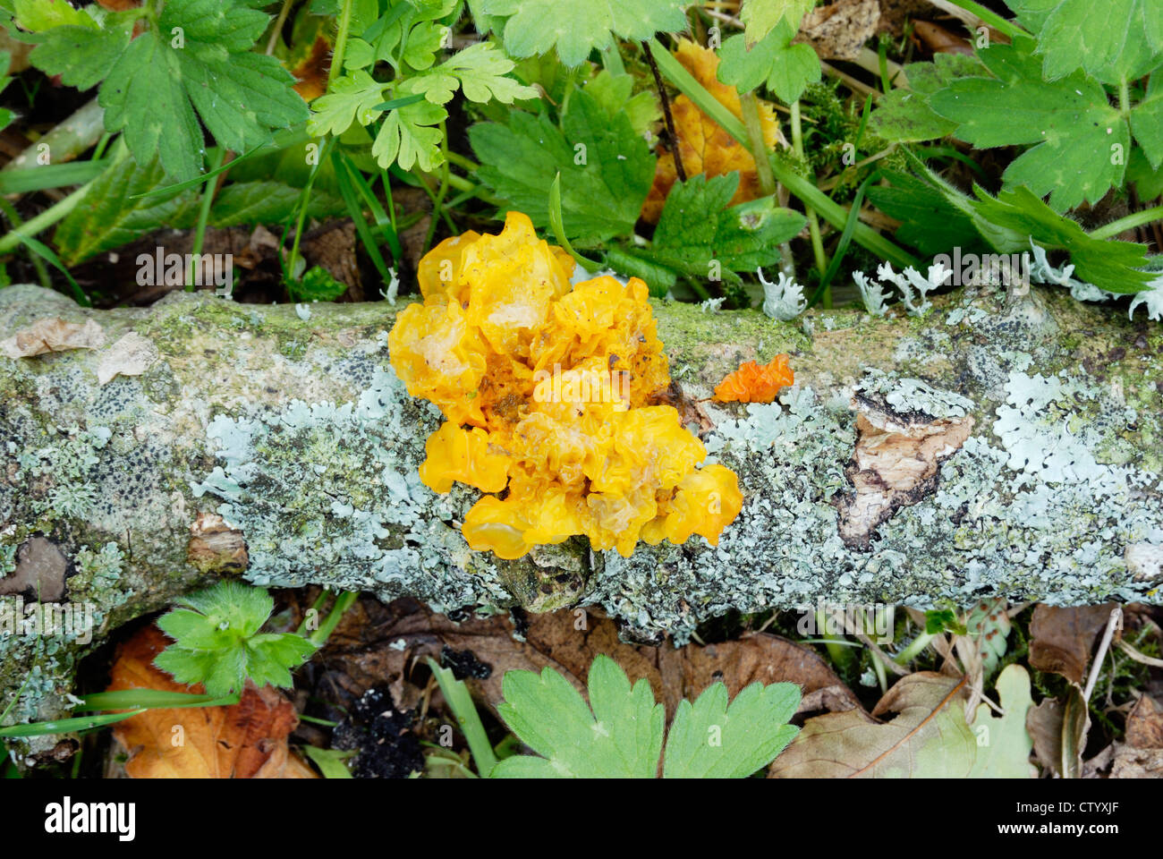 Tremella mesenterica, Yellow Brain Fungus, Wales, UK Stock Photo - Alamy