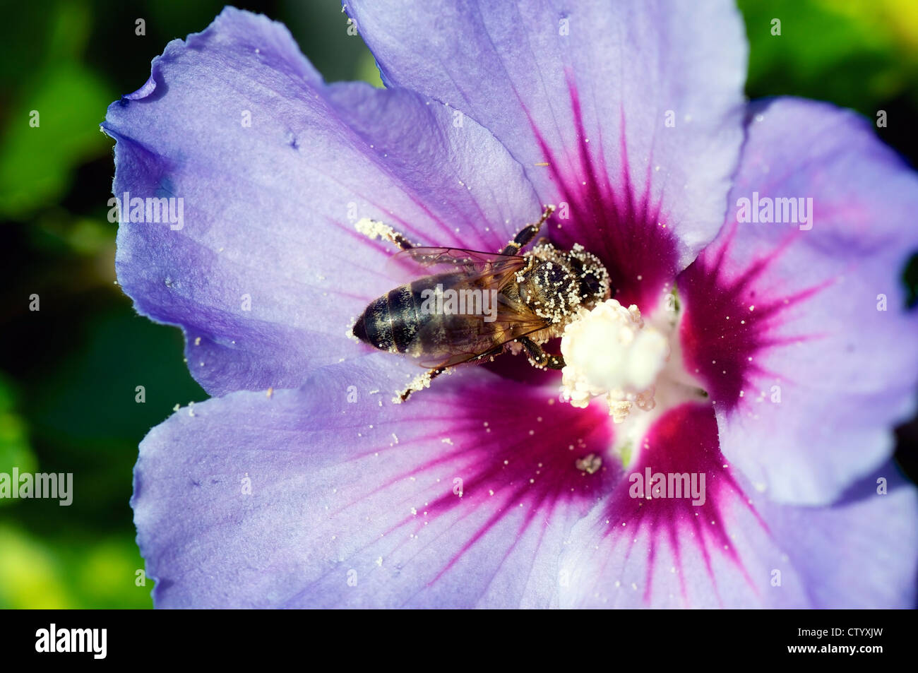 Closeup pollen covered bee hi-res stock photography and images - Alamy