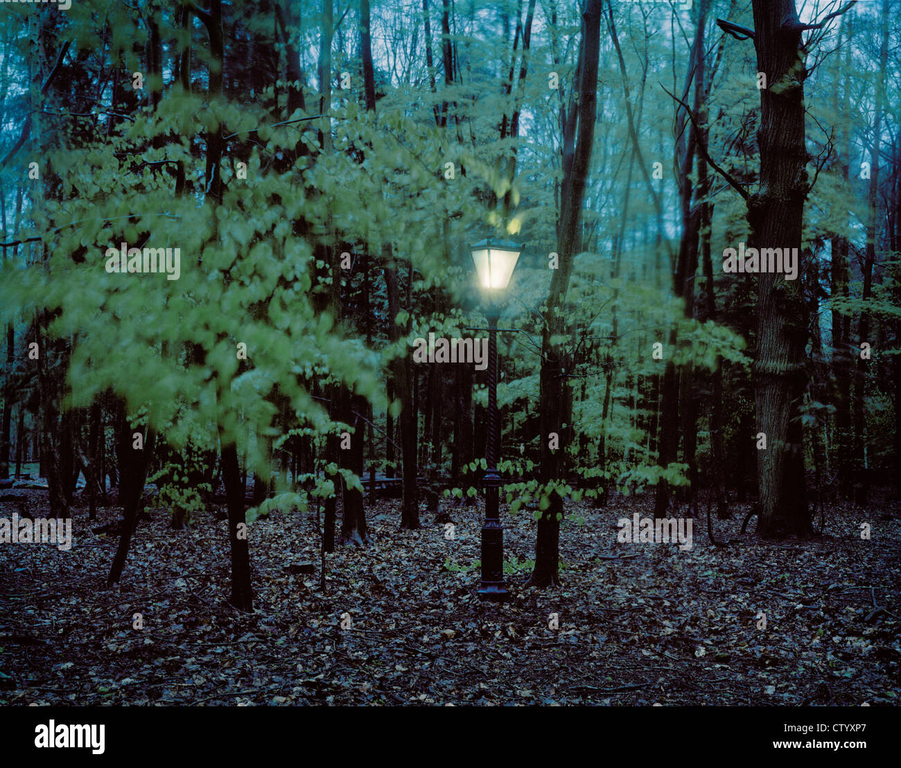 Lantern hanging from trees in forest Stock Photo - Alamy