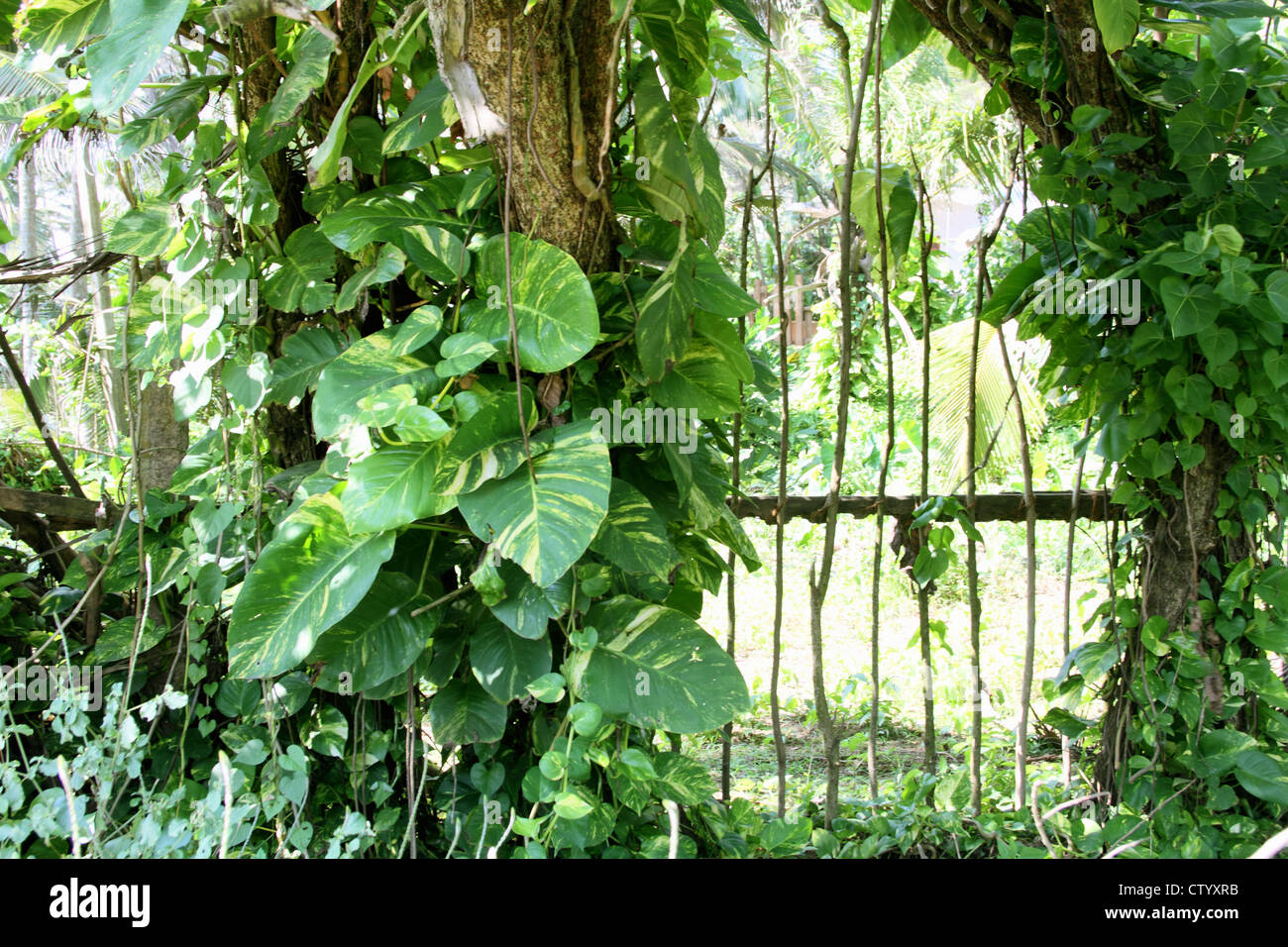 Plants growing over wooden gate Stock Photo - Alamy