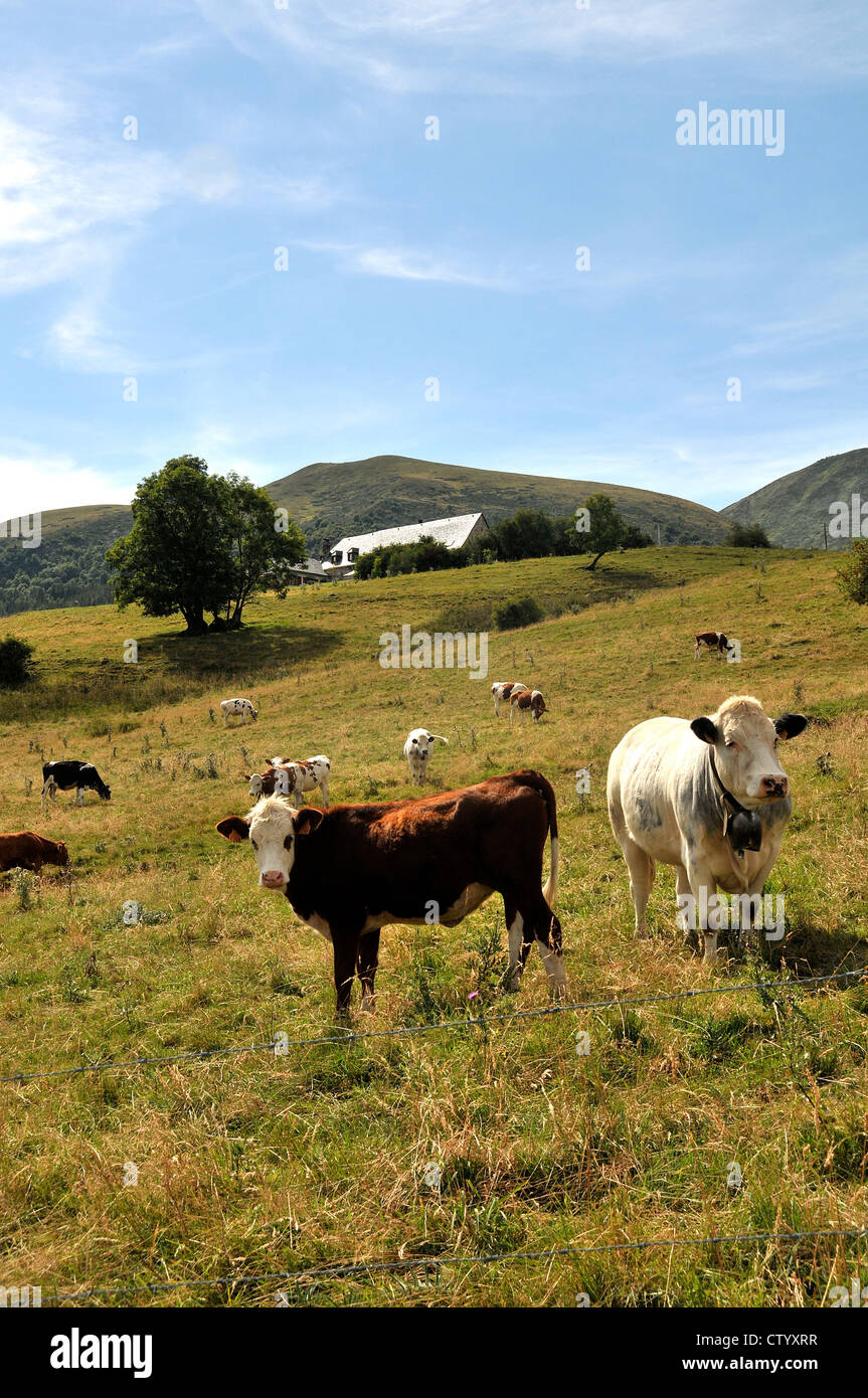 cattle grazing, Sancy range, Puy de Dome, Auvergne, France Stock Photo ...