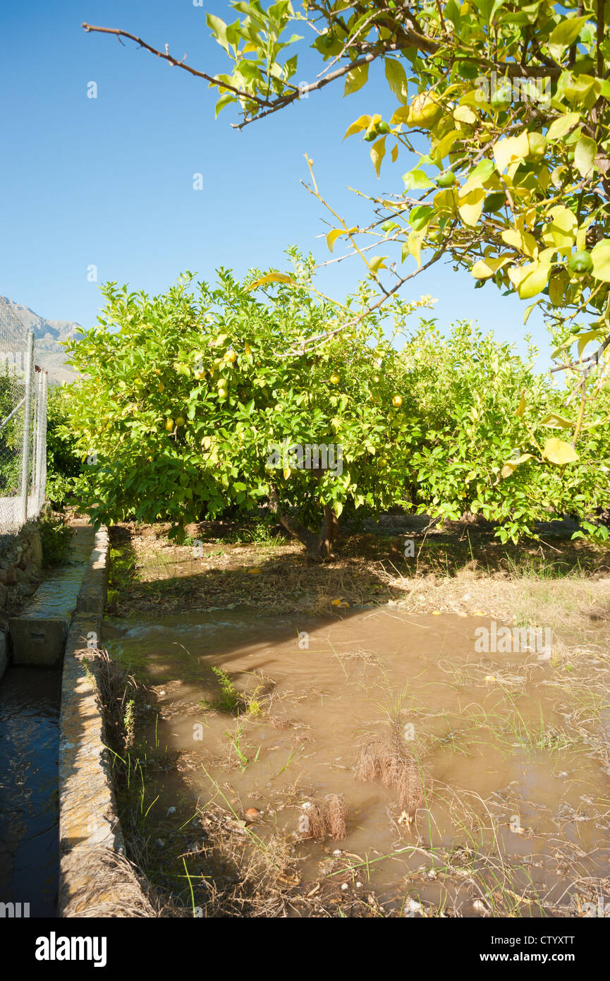 Traditional watering by flooding the field from a ditch Stock Photo - Alamy