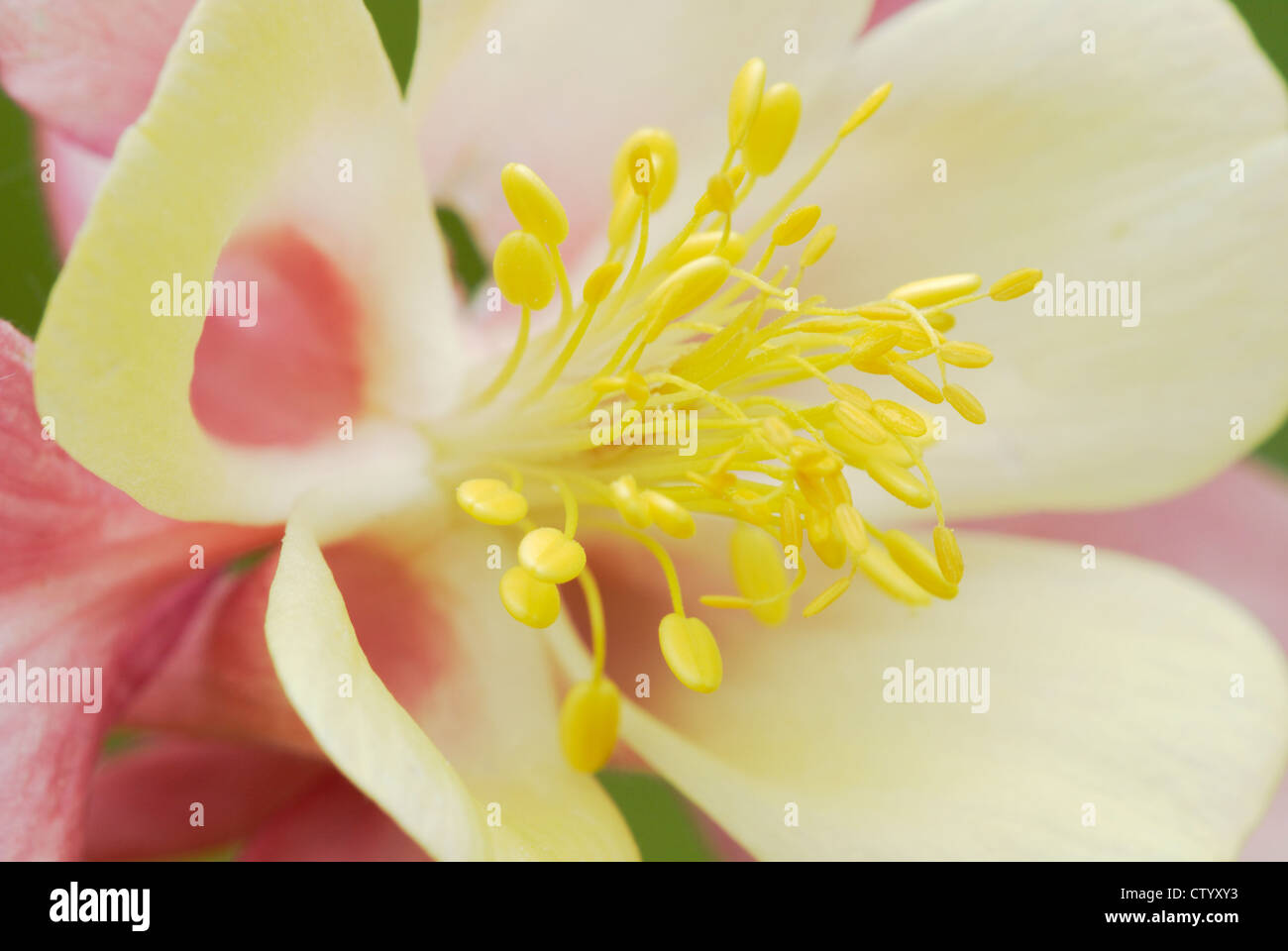 Columbine mckana hybrid hi-res stock photography and images - Alamy