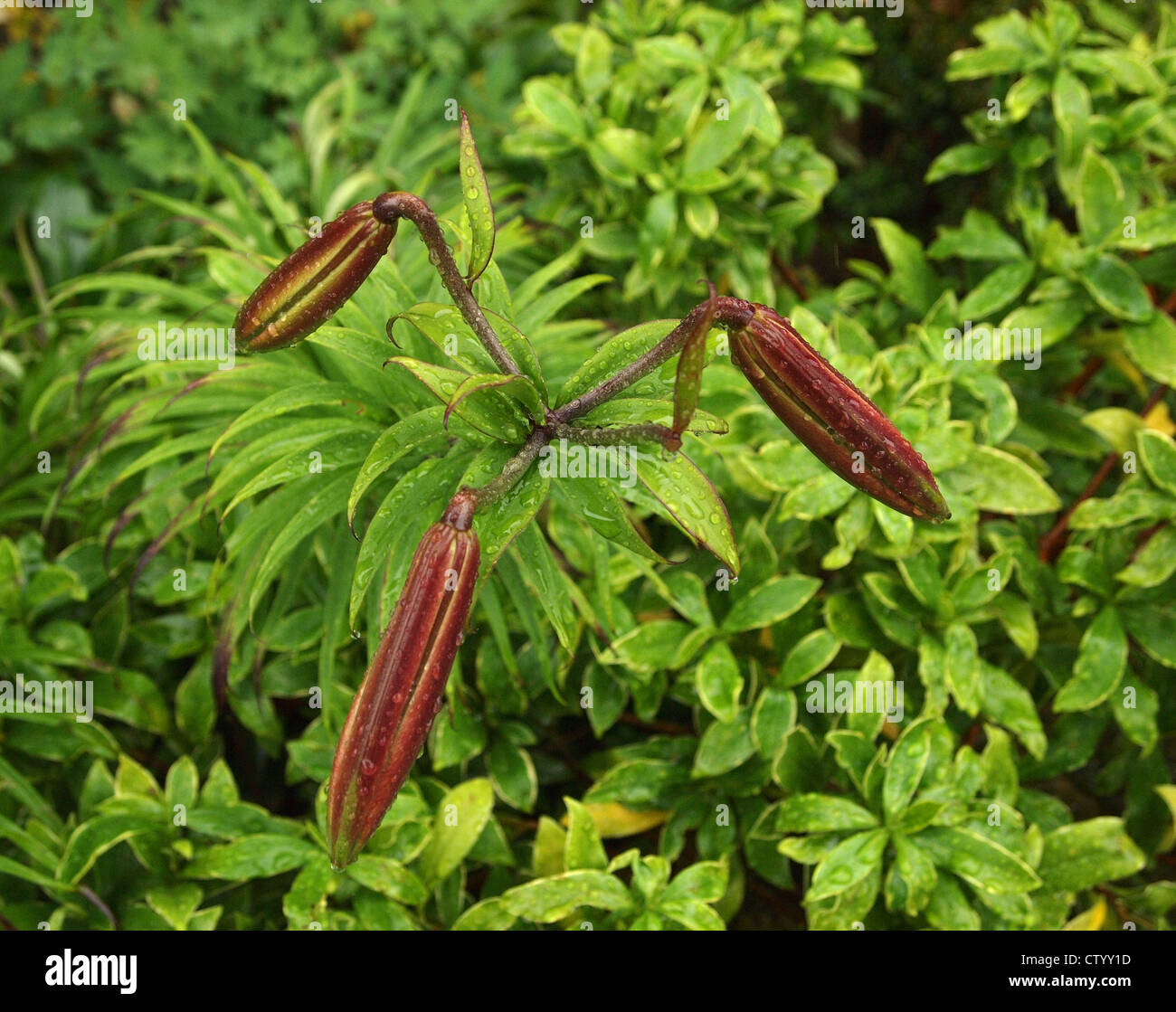 Red lily buds with raindrops in green garden Stock Photo - Alamy