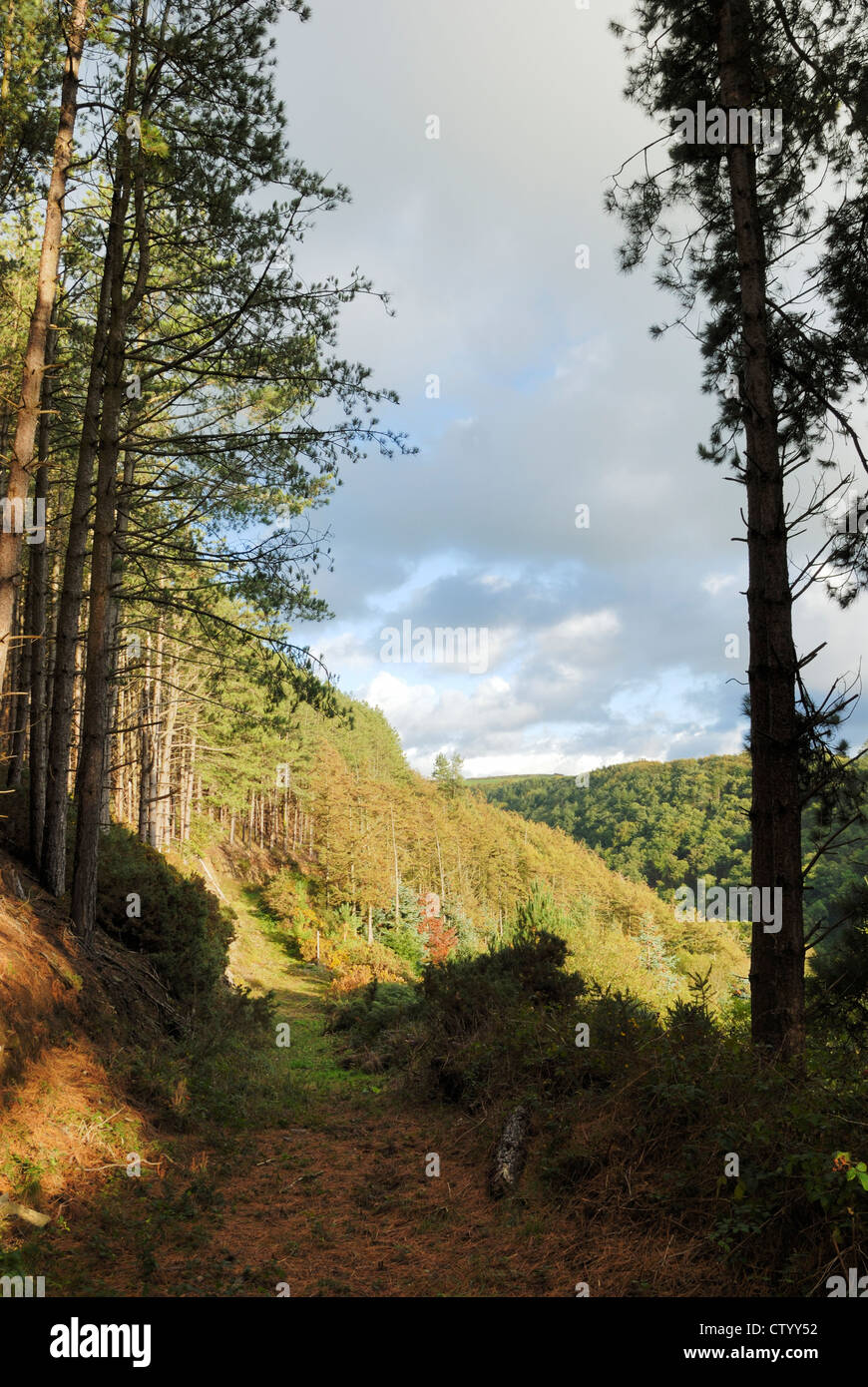 Track through conifer woodland, Tir Sisial, Wales Stock Photo - Alamy