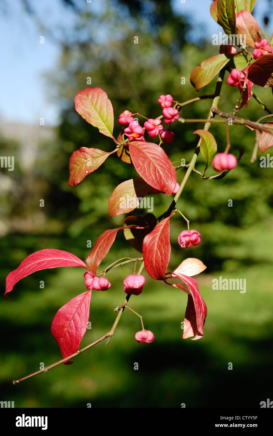 Euonymus europaeus, Spindle tree in Autumn with fruits, Wales Stock ...