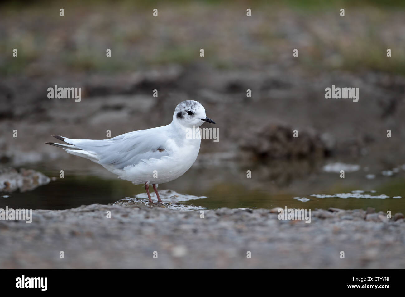 Little Gull (Hydrocoloeus minutus Stock Photo - Alamy