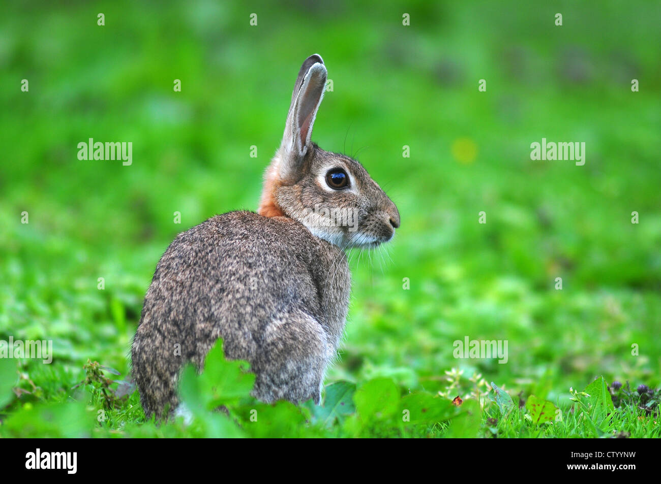 RABBIT Oryctolagus cuniculus Stock Photo - Alamy
