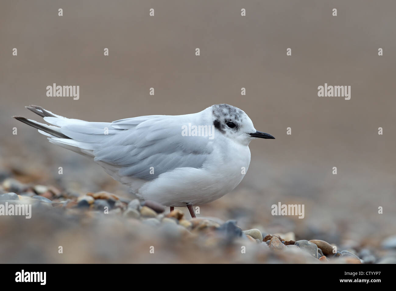 Little Gull (Hydrocoloeus minutus Stock Photo - Alamy