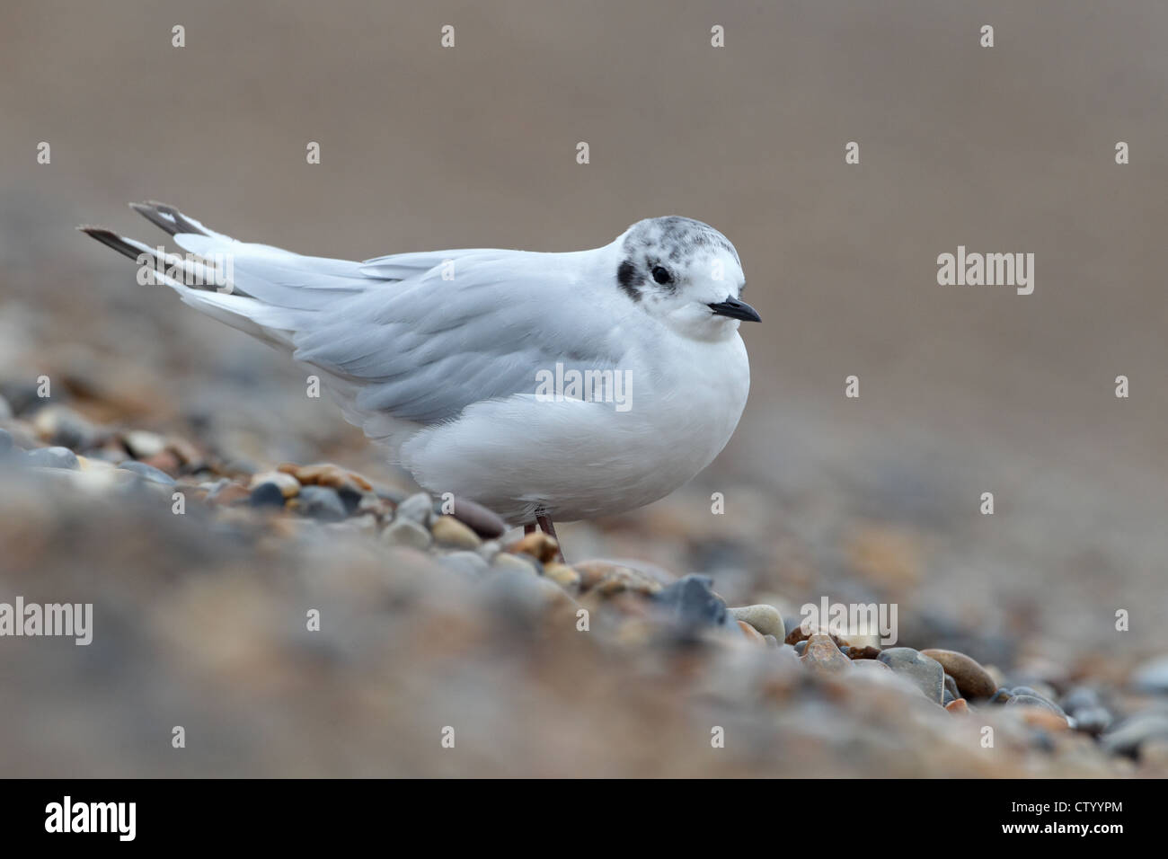 Little Gull (Hydrocoloeus minutus Stock Photo - Alamy