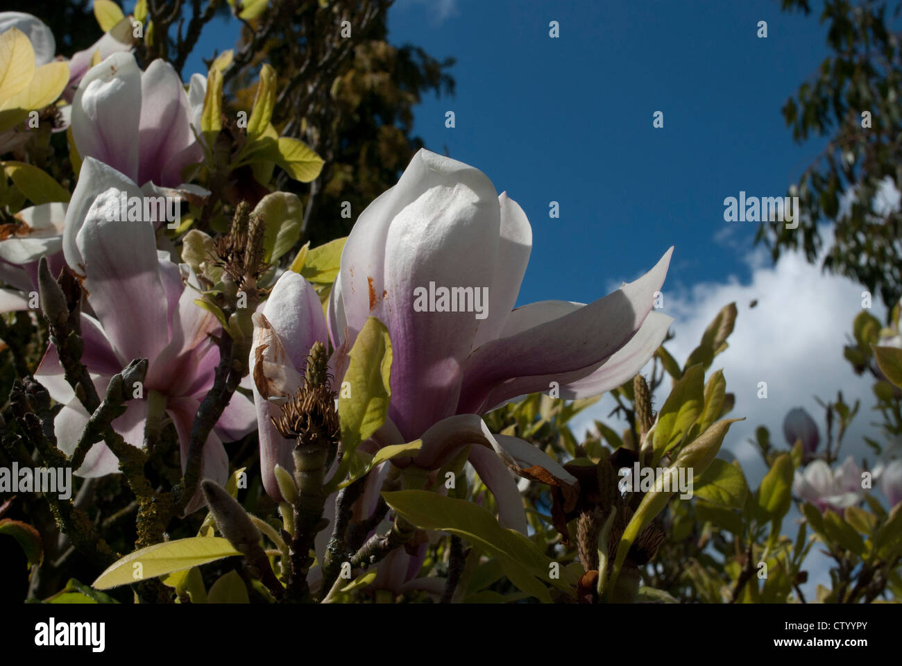 White magnolia flowers on magnolia tree against blue sky with cloud and ...