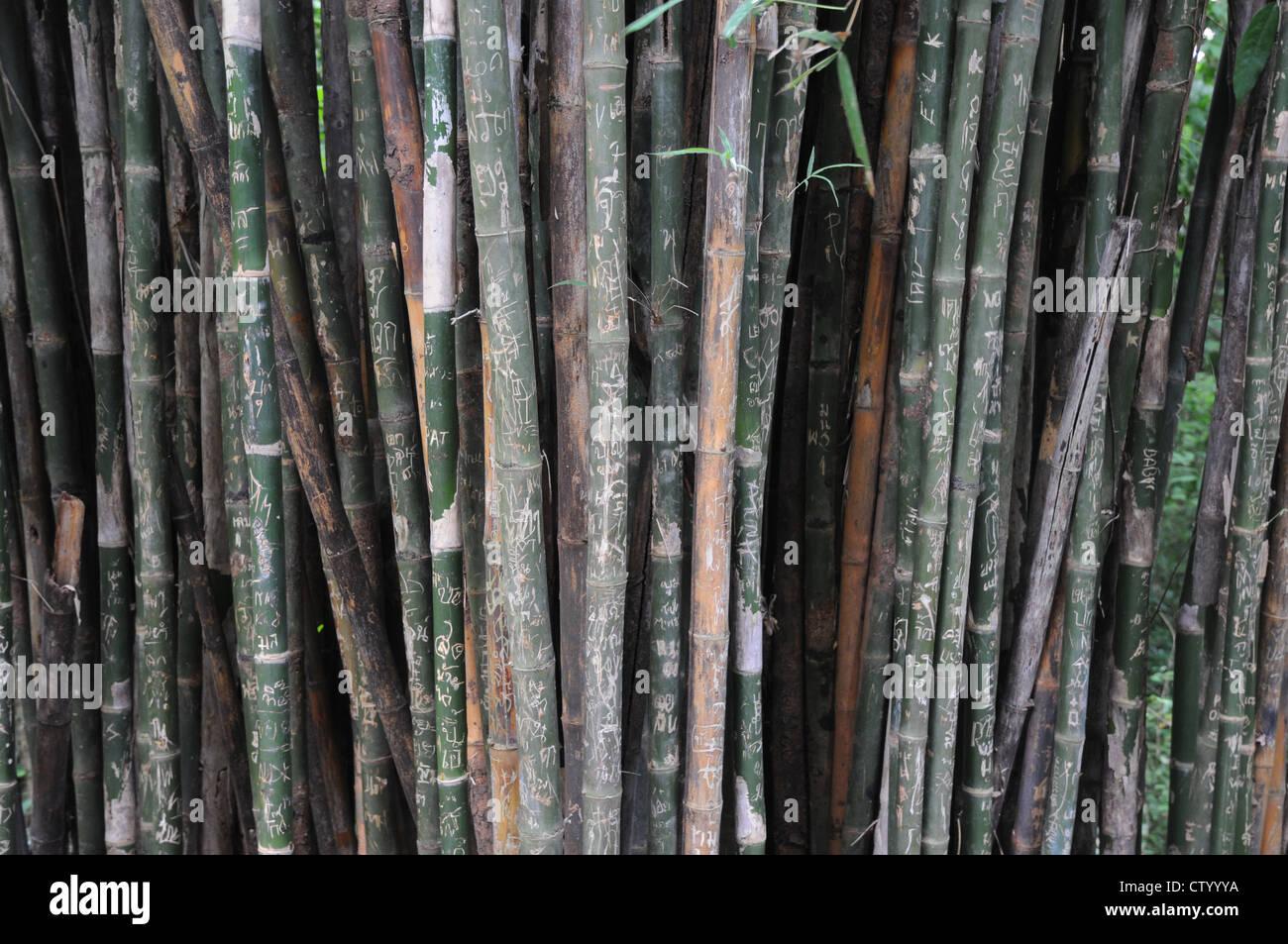 Cut bamboo shoots hi-res stock photography and images - Alamy