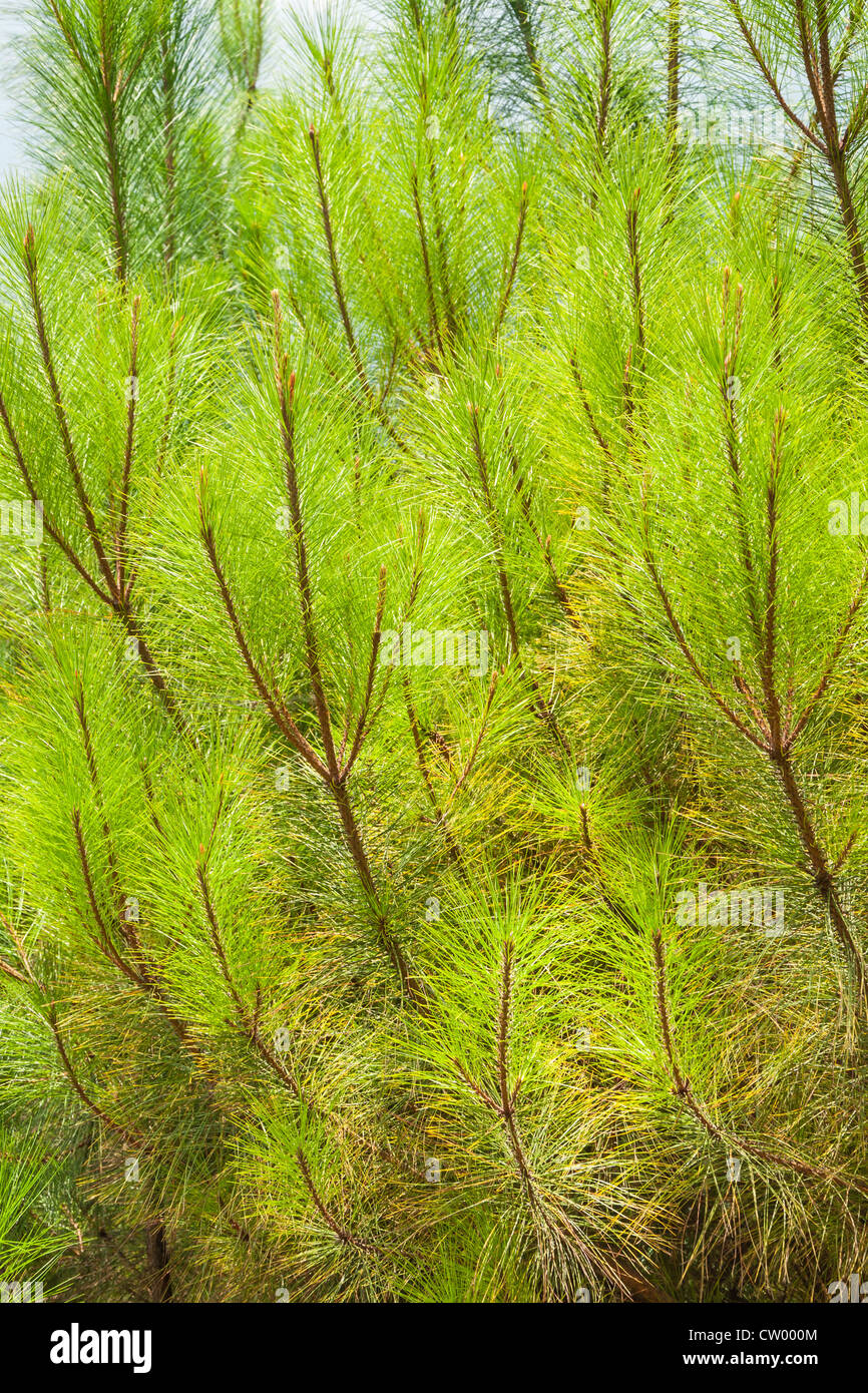 Branches of Conifer Trees Stock Photo - Alamy