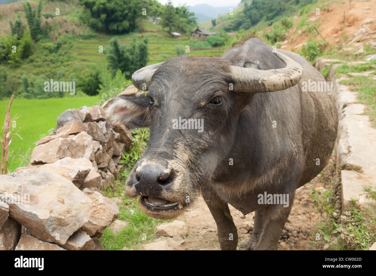Buffalo tongue hi-res stock photography and images - Alamy