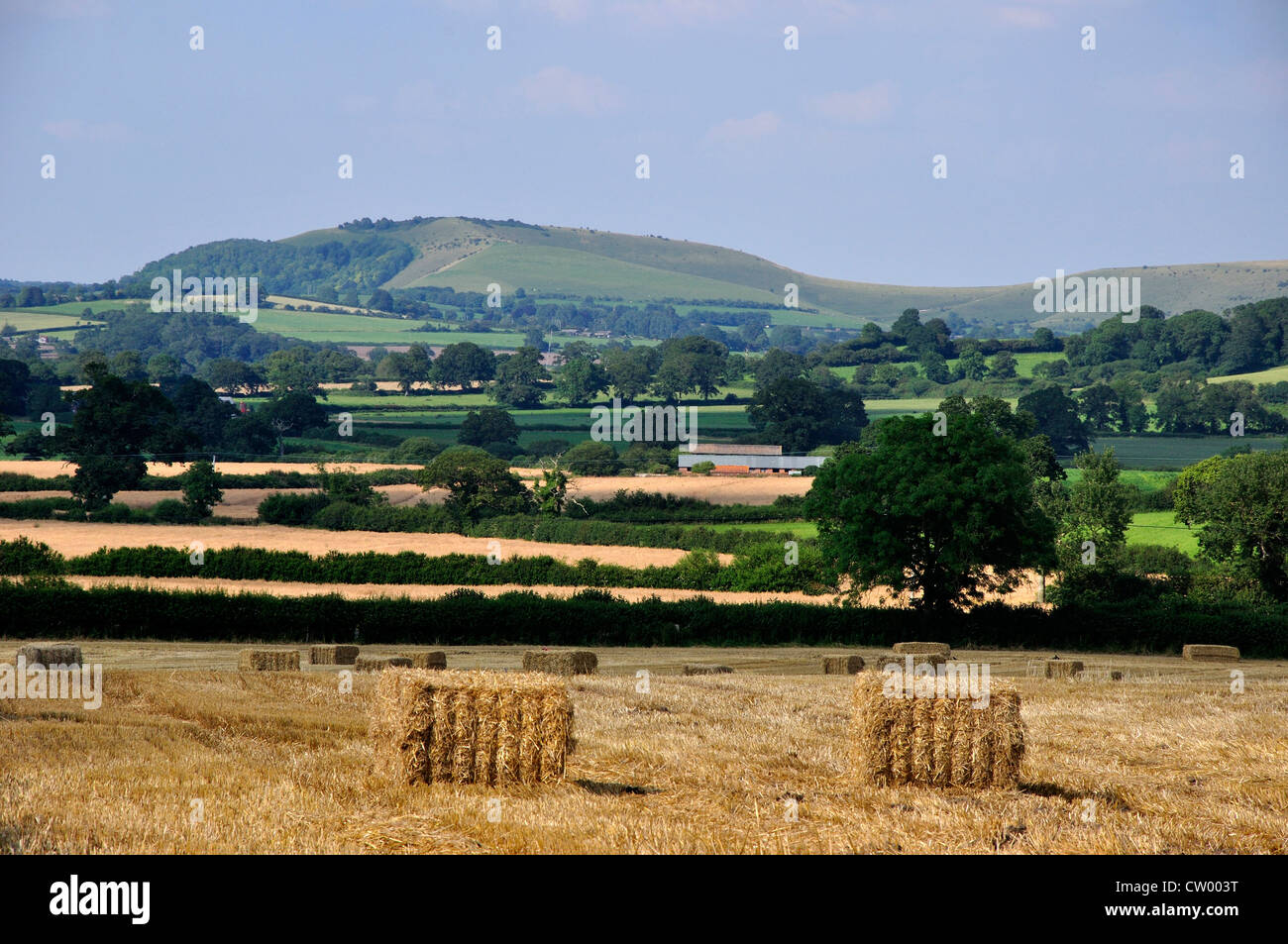 A view of Melbury Beacon during harvest time Dorset UK Stock Photo - Alamy