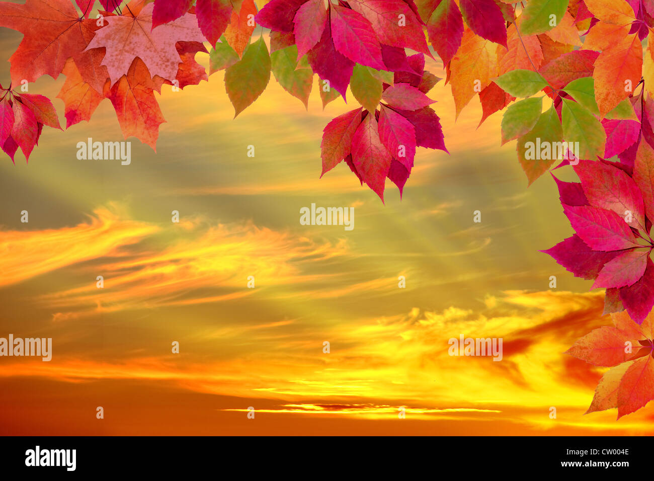 autumn leaves against the sunset Stock Photo - Alamy