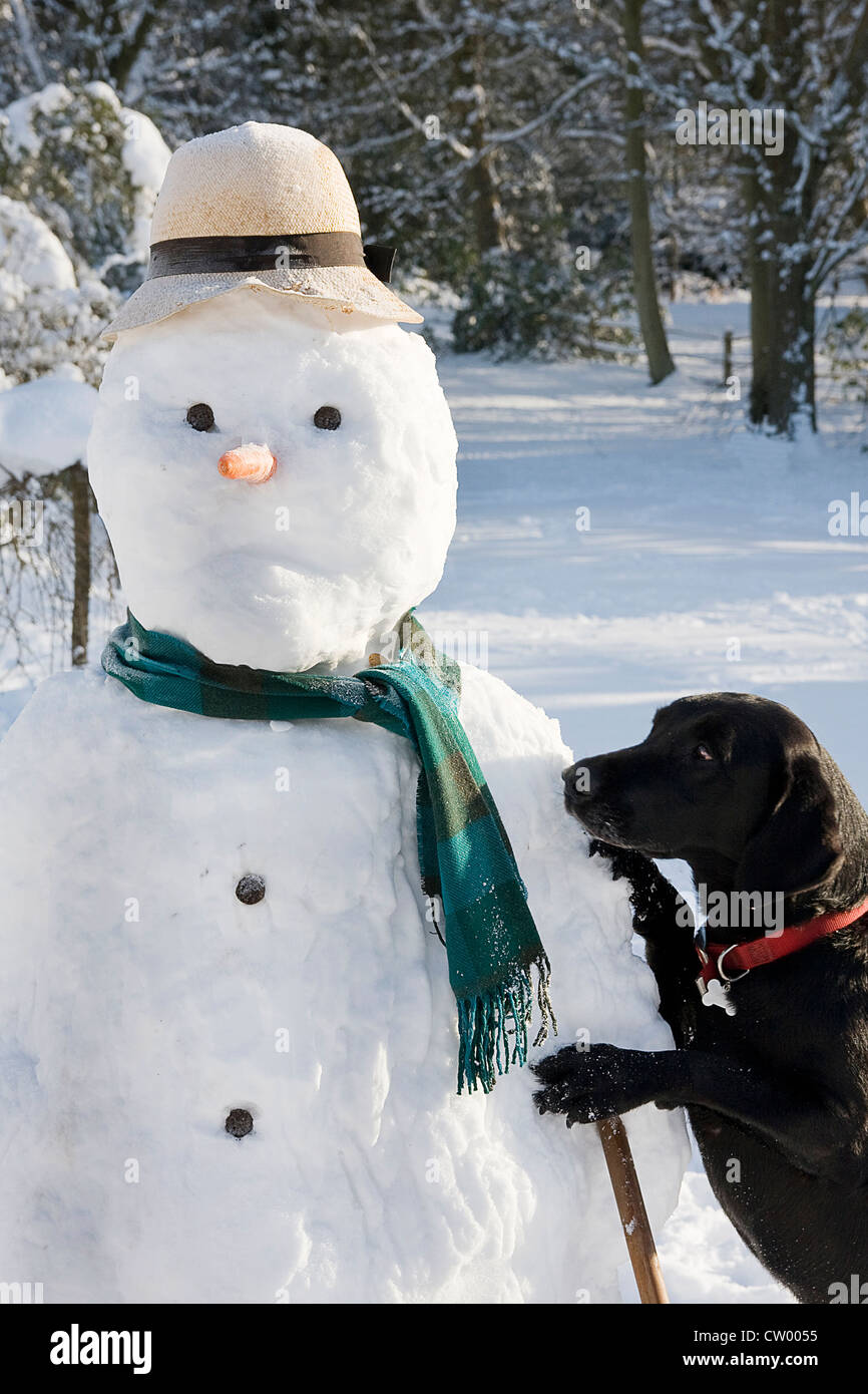 black labrador jumping up at snowman Stock Photo - Alamy