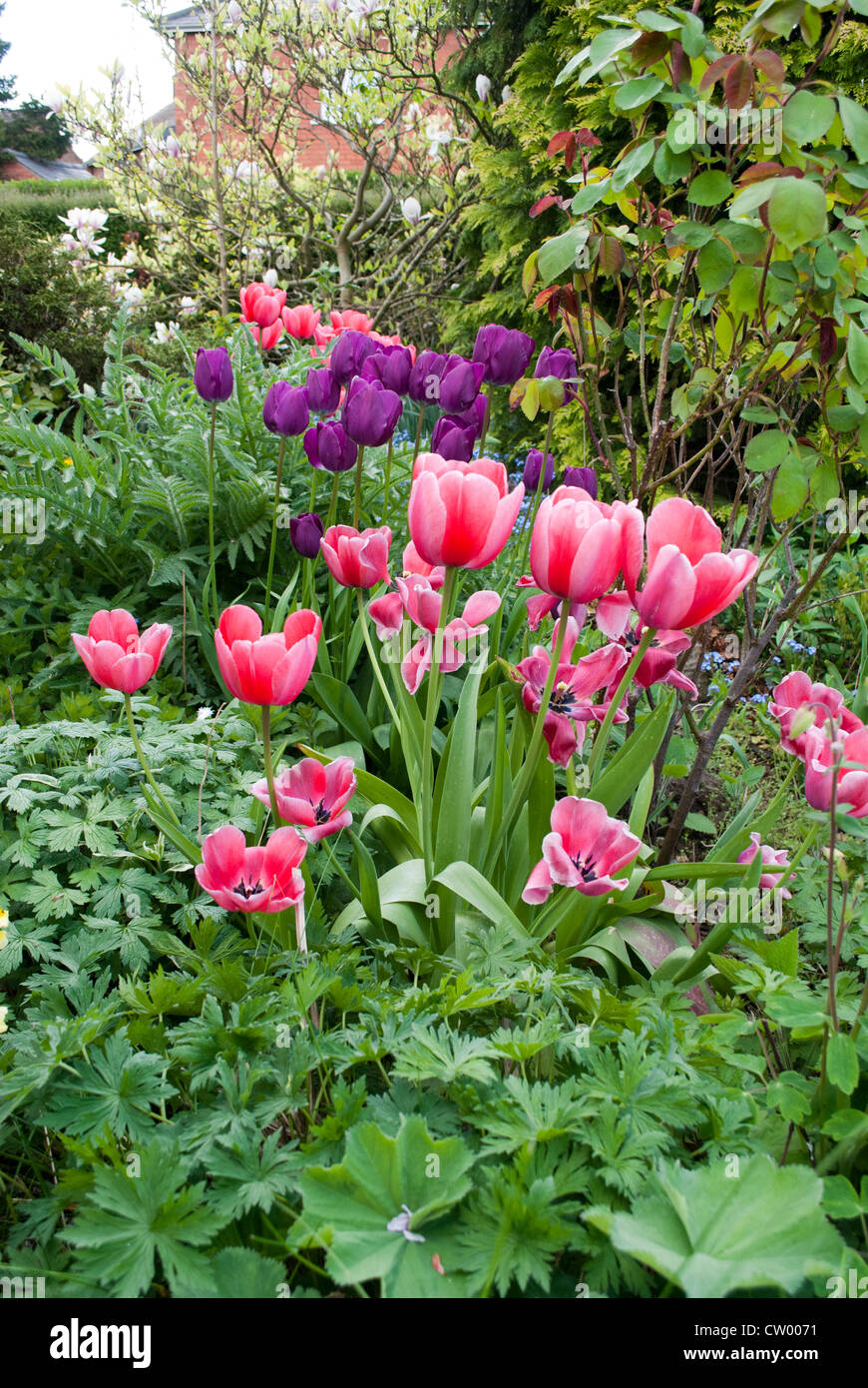 Pink and red tulips and purple tulips in garden border Stock Photo - Alamy