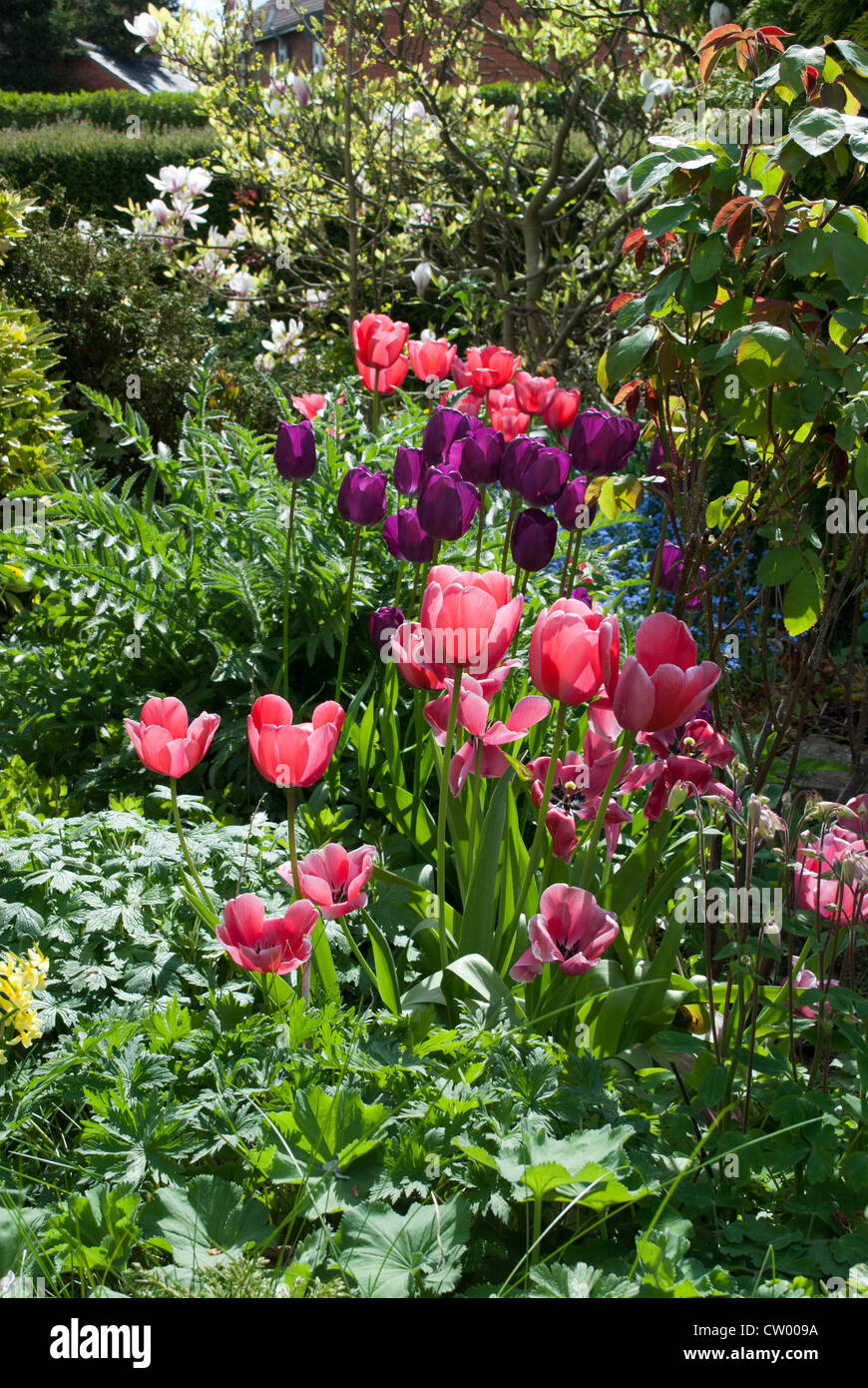 Tulips red pink hi-res stock photography and images - Alamy