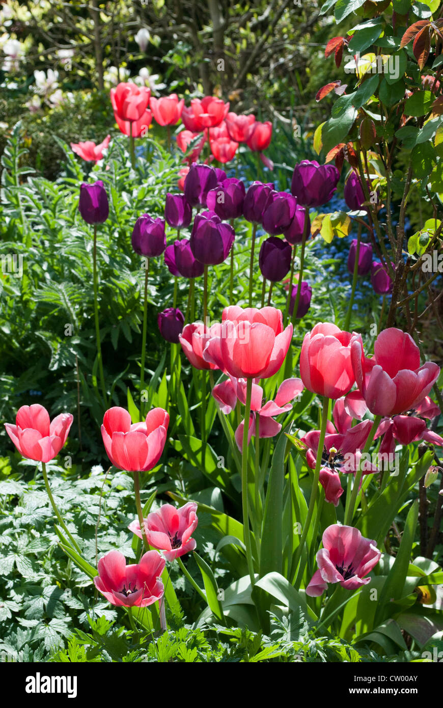 Pink and red tulips and purple tulips in garden border Stock Photo - Alamy
