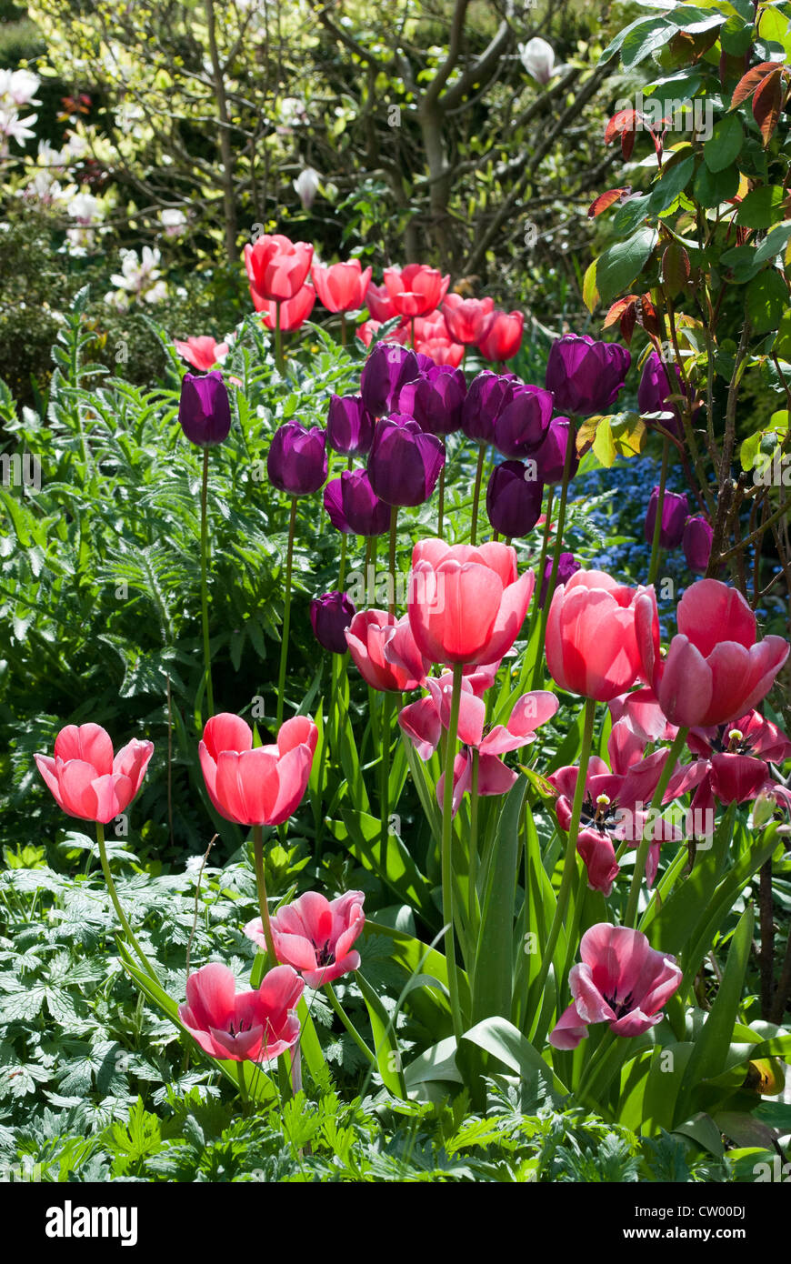 Pink and red tulips and purple tulips in garden border Stock Photo - Alamy