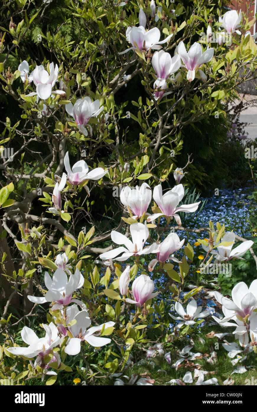 Magnolia tree with white flowers in garden Stock Photo - Alamy