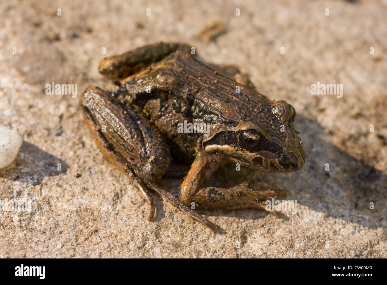 Burrowing frog hi-res stock photography and images - Alamy