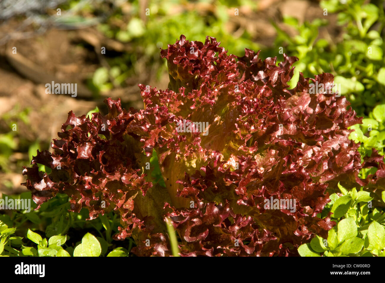 Lettuce Lollo Rosso in a vegetable garden Stock Photo - Alamy