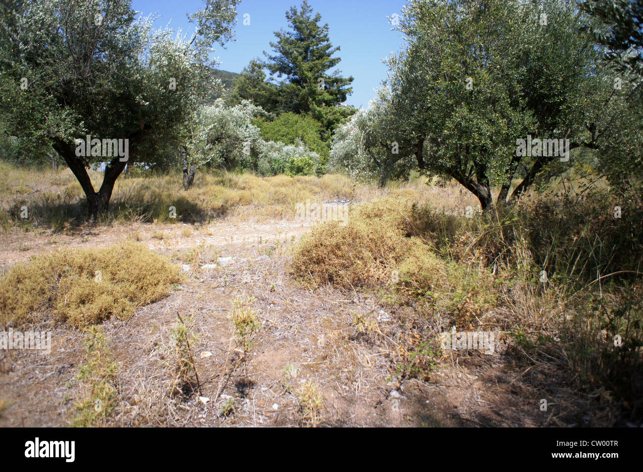 Olive trees, Ithaca, Greece Stock Photo - Alamy