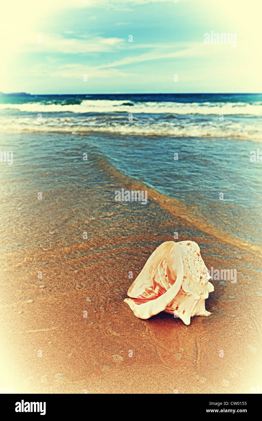 Seashell on the beach. Retro style image Stock Photo - Alamy