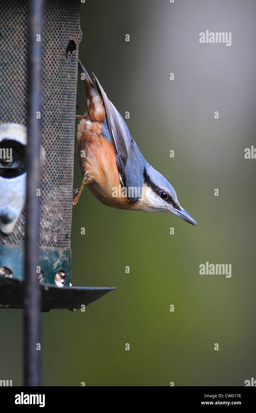 A nuthatch on a bird feeder UK Stock Photo - Alamy