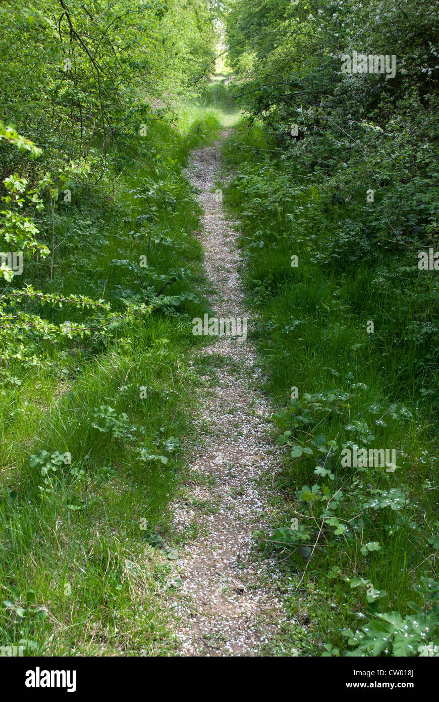 Narrow country path covered with hawthorn blossom Stock Photo - Alamy