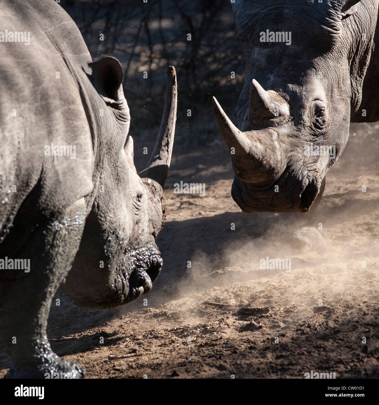 White rhinos (Ceratotherium simum) in aggressive confrontation, Mkhuze ...