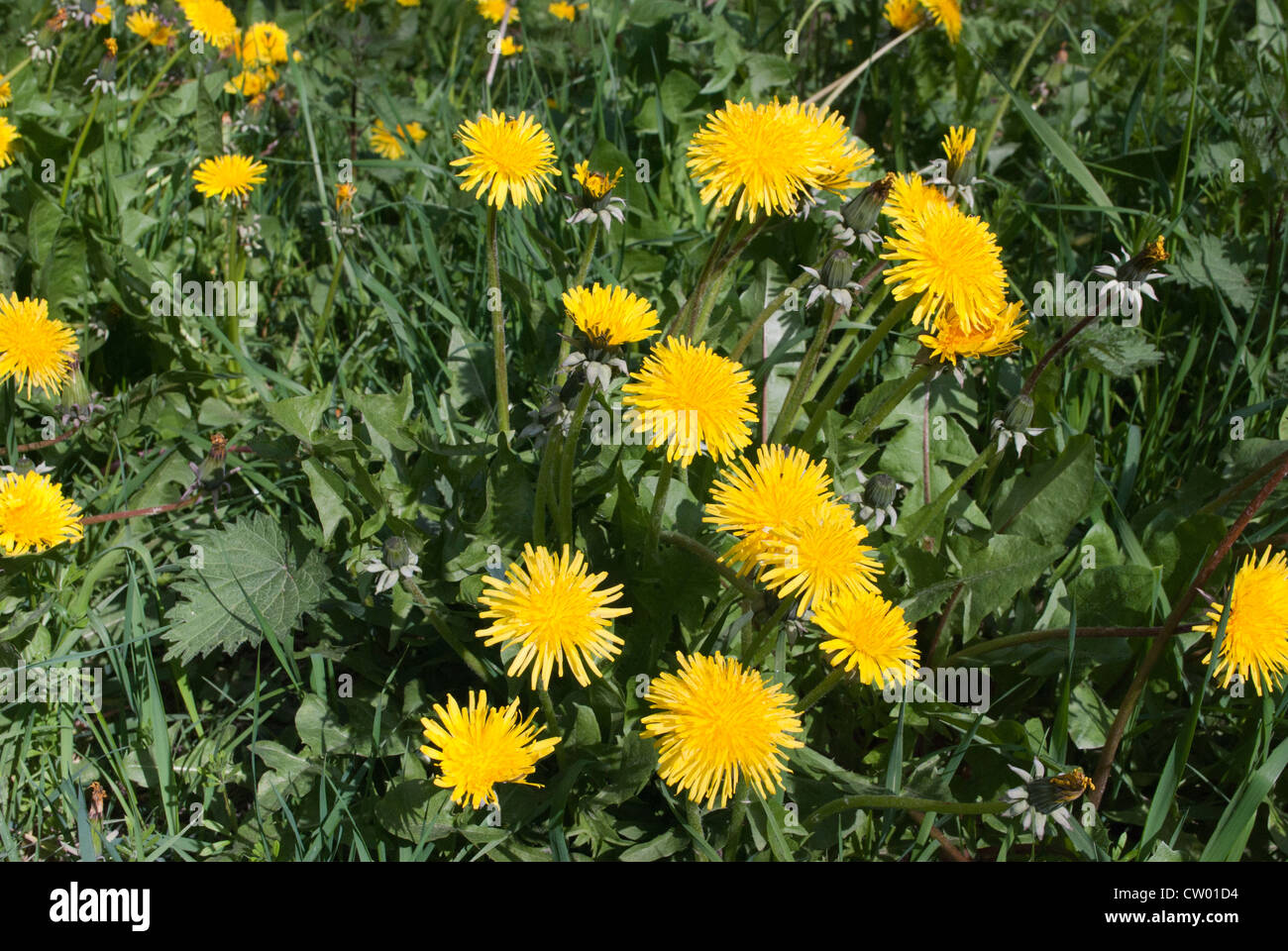 Dandelion Patch Hi Res Stock Photography And Images Alamy