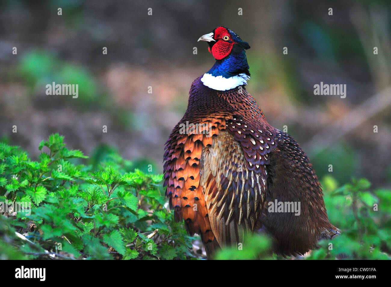 A male common pheasant UK Stock Photo - Alamy