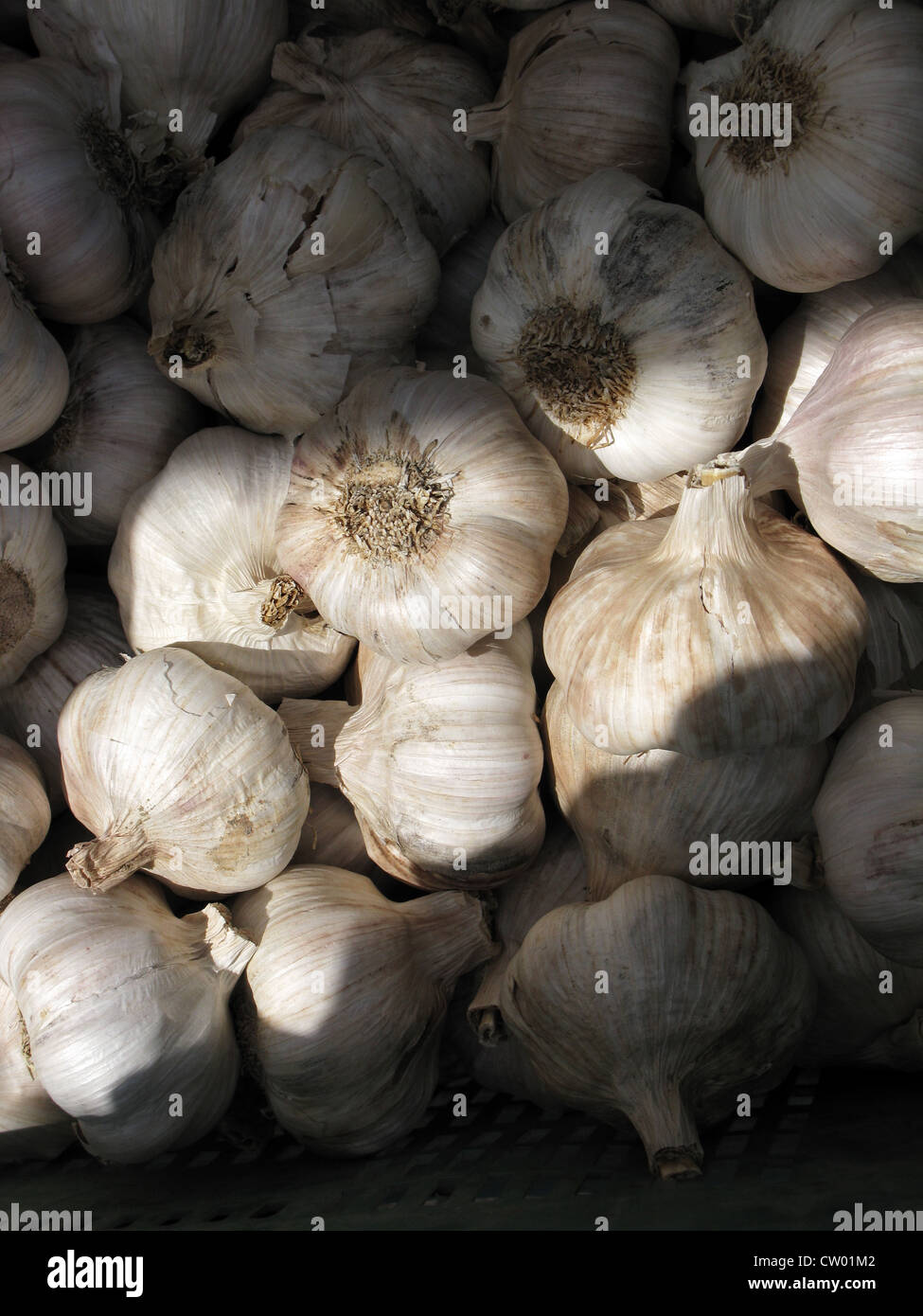 Fresh garlic, Andalusia, Malaga, Spain, Europe Stock Photo - Alamy